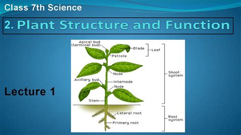 7th Science Chapter 2 Plants Structure Function Maharashtra