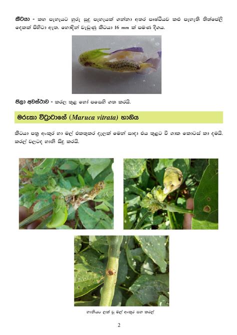 Inter Province Hasalaka Minipe