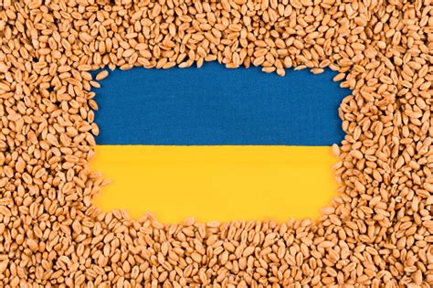 우크라이나 파란색과 노란색 깃발 위에 밀 곡물 세계 및 유럽 식량 위기 러시아의 우크라이나 침공 후 세계 밀 곡물 위기 2022년에 대한 스톡 사진 및 기타 이미지 Istock