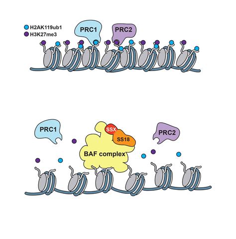 Polycomb Repressor Complexes Induce Chromatin Compaction Upper Panel