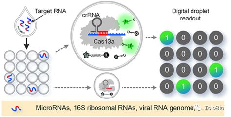 免扩增crispr分子诊断技术的研究进展 小桔灯网 Iivd Net
