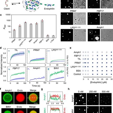 Pdf Multivalent Interactions Between Molecular Components Involved In