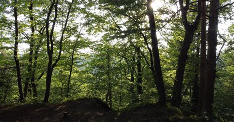 Abenddämmerung 가을 경치 고요한 공중 광야 구름 그림자 길 나무 나무 왕관 나뭇잎 녹색 드론 레크리에이션 리치 스피어 명상 무성한