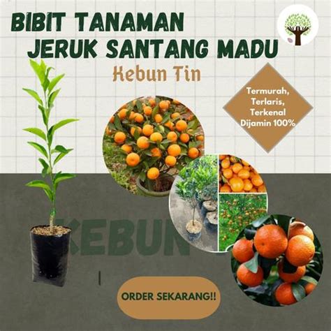 Jual Bibit Tanaman Pohon Jeruk Santang Madu Hasil Okulasi Jaminan Asli Kota Bekasi Kebun Tin