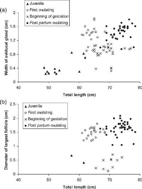 Relationship between total length and a width of oviducal gland n ¼ Download Scientific