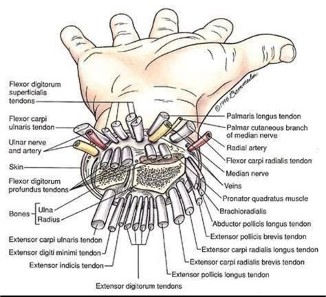 Anatomy Of The Hand Adham Arafa