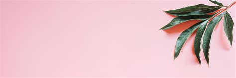 옅은 분홍색 배경에 고립 된 모란 잎 생생한 녹색 색상 평면 평지 상단 보기 텍스트 공간 배너 0명에 대한 스톡 사진 및 기타 이미지 Istock