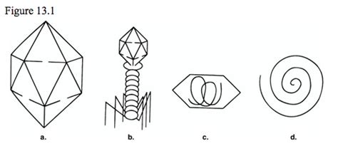 Micro Lecture Flashcards Quizlet