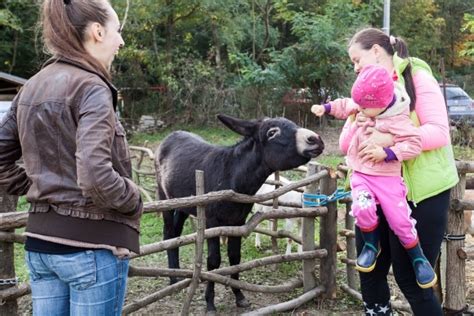 Sloboda Zvierat Otvorila Minifarmu Zachr Nen Ch Zvierat Fotka Z Sita Sk