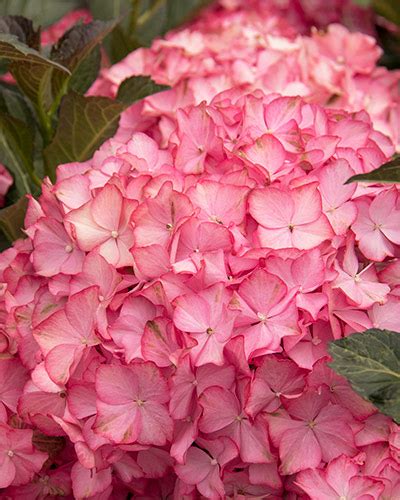 Seaside Serenade® Hydrangea