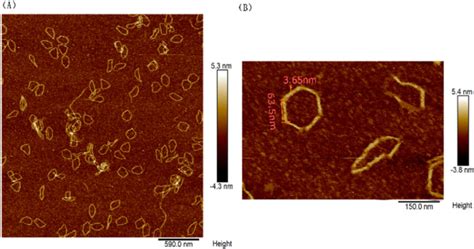 Atomic Force Microscopy Imaging Of Hexagonal Origami Structures A