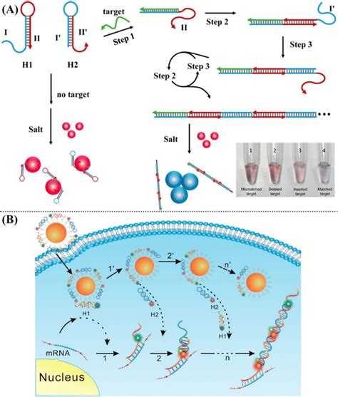 A Schematic Illustration Of The Colorimetric Detection Of Dna Target Download Scientific