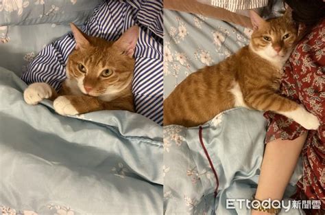 多肉暖暖包每天壓胸口撒嬌 媽笑有這樣的貓你幾點回家 ETtoday寵物雲 ETtoday新聞雲