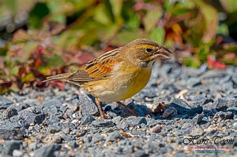 Hans Toom Dickcissel