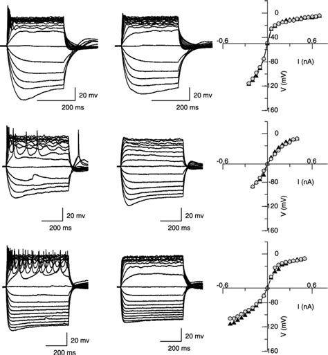 Whole Cell Current Clamp Recordings From Inferior Colliculus Neurons In Download Scientific