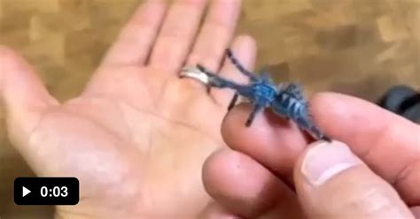 Blue Spiderling Lands A Frontflip 9gag