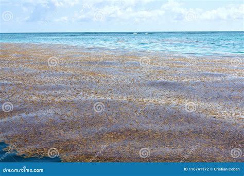 Brown Macroalgae Or Seaweed Sphacelaria Sp And Sea Grass Oceana Serrulata Undersea Red Sea