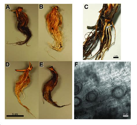 Observed Phytophthora Fragariae Symptoms In The Cultivated Strawberry