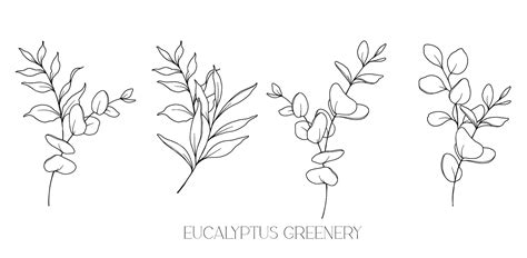 Premium Vector Eucalyptus Line Drawing Flower Coloring Page Floral