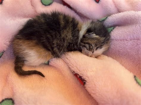 코리안숏헤어 삼색이 이탈리아그레이하운드입양 치와와입양 폼스키입양 폼치입양 폼피츠입양 푸숑입양 고양이입양 랙돌입양 러시안블루입양 먼치킨입양 브리티쉬숏헤어입양 노르웨이숲입양