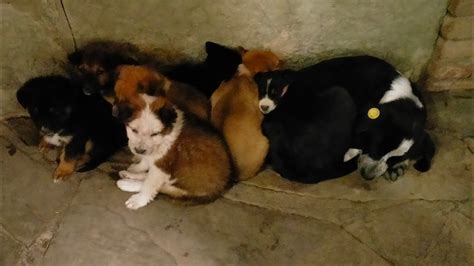 ოქროყანაში ლეკვები იყინებიან Youtube