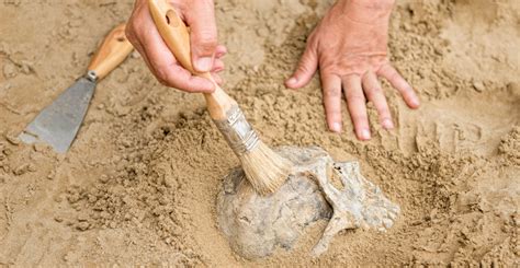 Fossils Natural History Museum