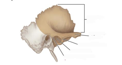 Diagram Of Squamous Portion Of Temporal Bone Quizlet