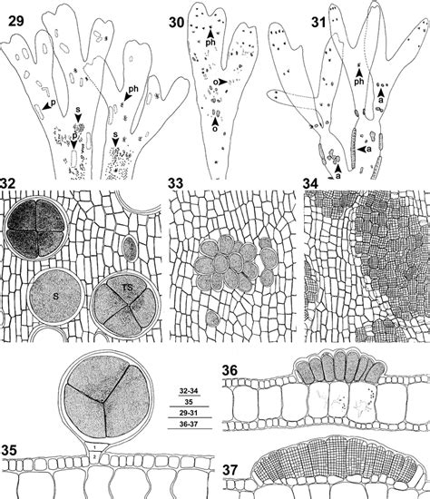 Reproductive Structures Of Dilophus Okamurae From Wando Korea Based