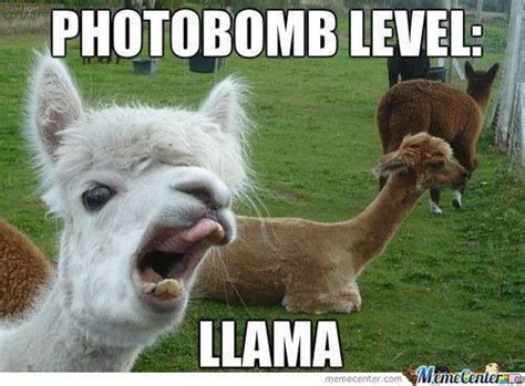 69 Best Images About Llama Love On Pinterest Funny Emo And The Sans