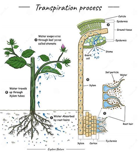 Transpiration Process Or Plant Cohesion With Anatomy Stock Vector