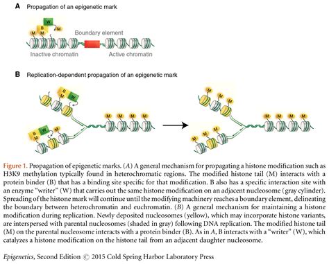 A Brief History Of Epigenetics