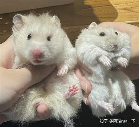 新手养仓鼠攻略 仓鼠饲养手册 知乎