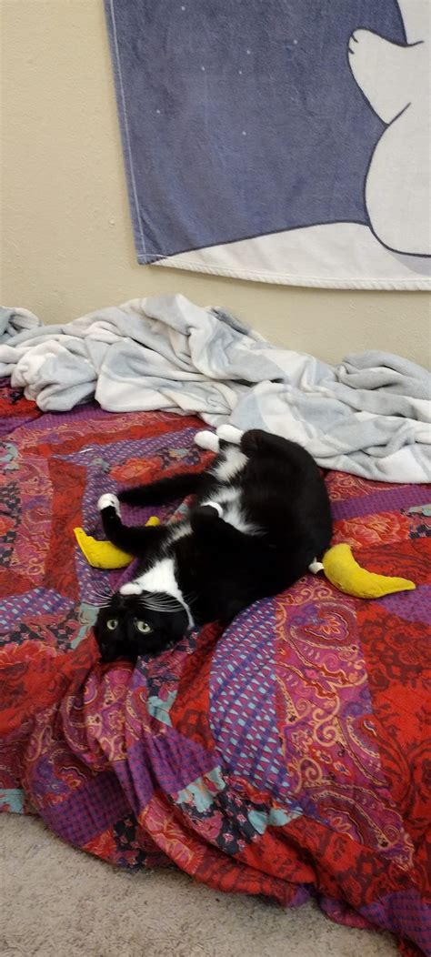 Catnip Banana Caught In The Murder Mittens R Tuxedocats