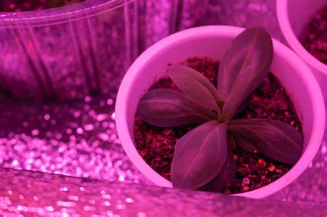 봄에 식물 램프의 빛 아래 용기에 담긴 유스토마의 작은 새싹 0명에 대한 스톡 사진 및 기타 이미지 0명 Led 조명 가정의 방 Istock