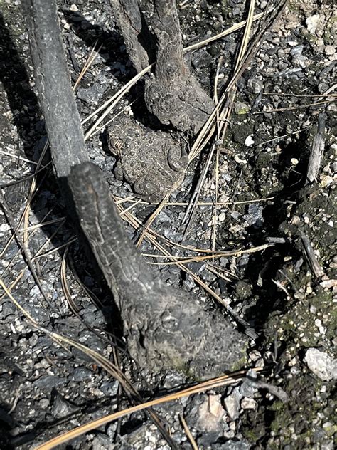Little Toad We Found While Morel Foraging Last Weekend Ramphibians