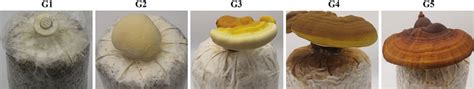 Morphology Of Ganoderma Lucidum Strain Zj 1 At 5 Growth Stages G1 G5