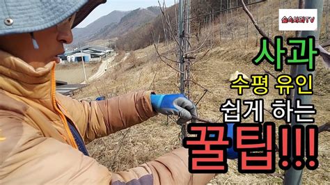 사과 수평유인 2가지만 알면 나도 사과박사될 수 있습니다 Youtube