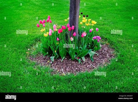 Flower Garden Planted Around A Tree In A Circle Gardening Stock Photo Alamy