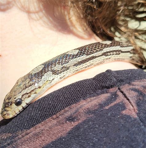 Legless Army — Green Tree Python Vs Emerald Tree Boa