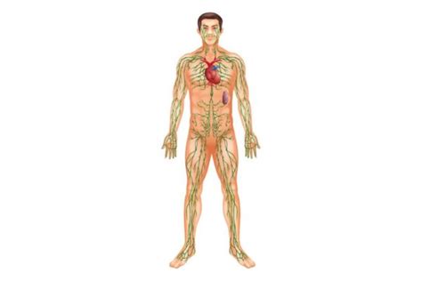 Blocked Lymphatic System Causes And Symptoms
