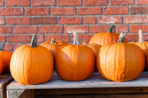 농장 뒤뜰에 있는 호박 시장 할로윈을 위한 야외 가을 상점 시골 상점에서 가을 수확 제철 유기농 채소와 현지 친환경 음식 상점에