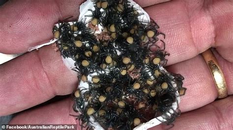Grim Moment Dozens Of Deadly Funnel Web Spiders Burst Of Their Mothers