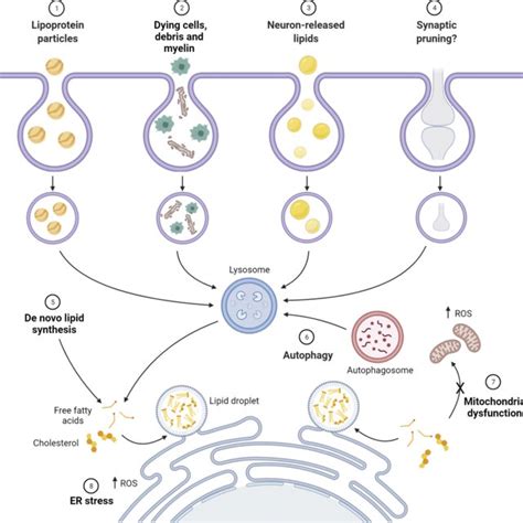 Schematic Of Lipid Droplet Formation And Turnover Reviewed In More