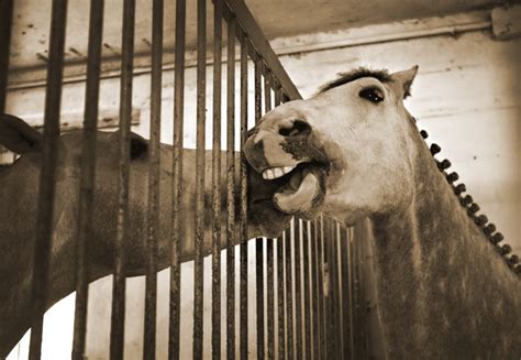 The Critical Importance Of Biosecurity