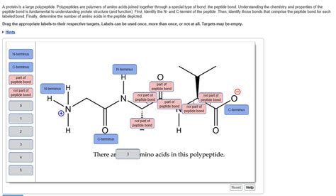Solved A Protein Is A Large Polypeptide Polypeptides Are