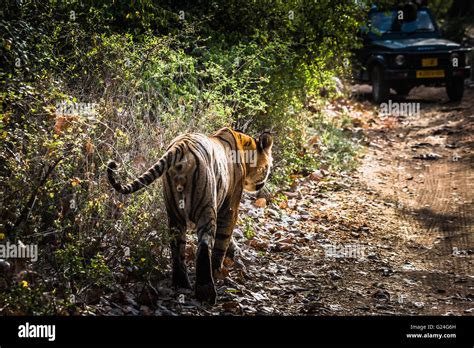 Royal Bengal Tiger Named Ustaad From Ranthambore Tiger Reserve