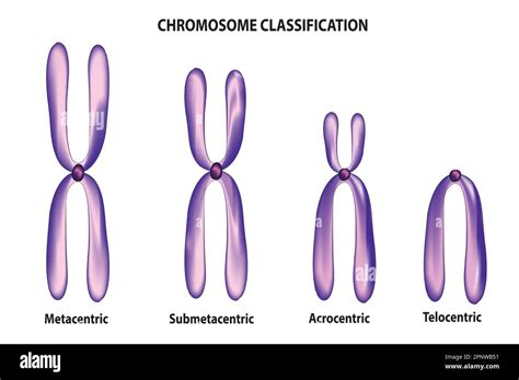 Classification Of Chromosomes Cut Out Stock Images And Pictures Alamy