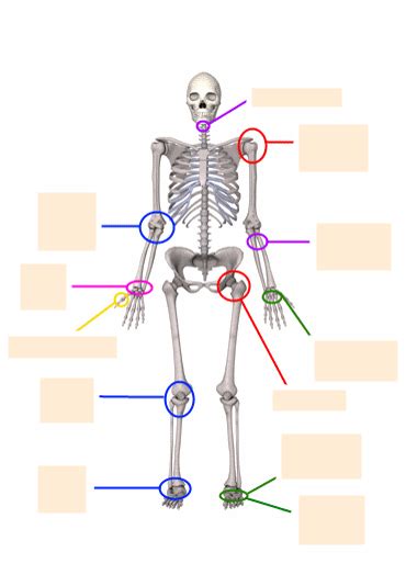 Synovial Joint Functional Structure Diagram Quizlet