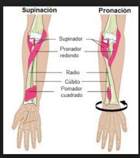 Anatomía Aplicada Pronación Supinación