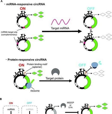 Switch Gene Sequences At James Earle Blog